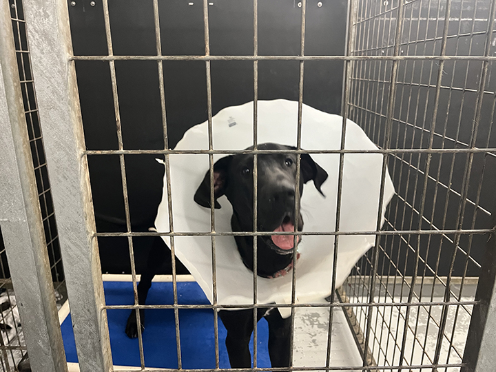 Animal Control officer offers tips on finding the right animal for your ...